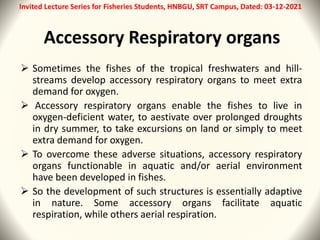 Accessory Respiratory organs in Fishes.pptx