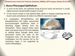 Accessory Respiratory organs in Fishes.pptx