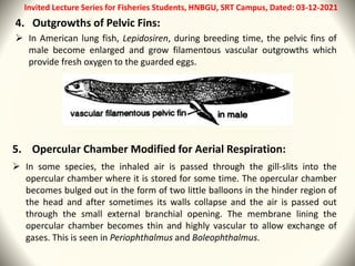 Accessory Respiratory organs in Fishes.pptx