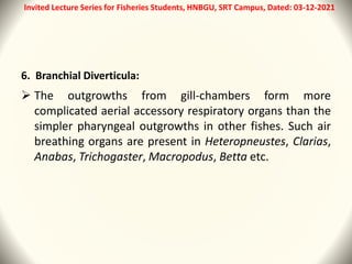 Accessory Respiratory organs in Fishes.pptx