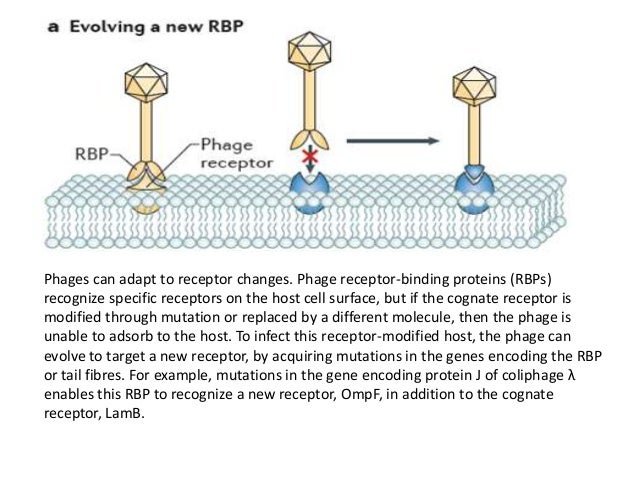 Access to host receptors