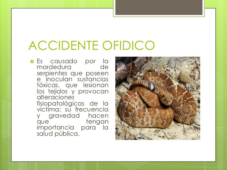 Accidente ofidico expooo