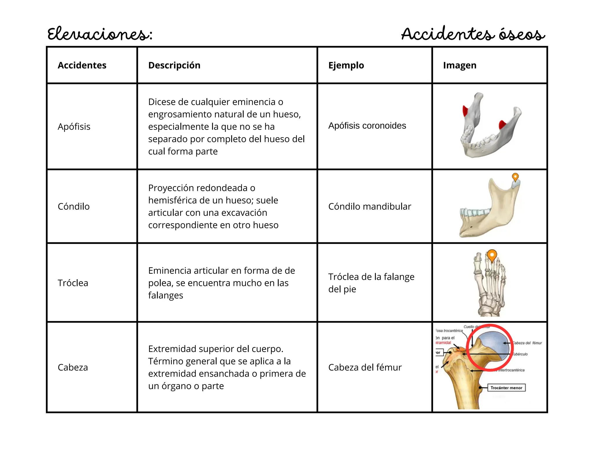 Tipos de accidentes óseos anatomía 1, con ejemplos e imágenes, tablas | PDF