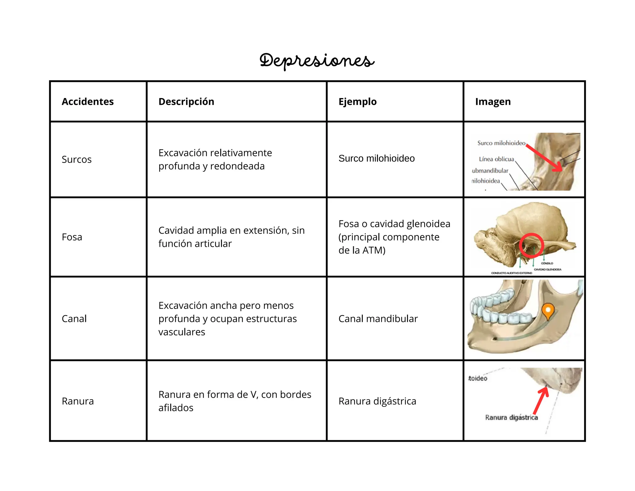 Tipos de accidentes óseos anatomía 1, con ejemplos e imágenes, tablas | PDF