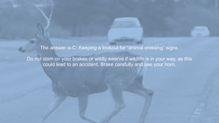 The Accident Avoidance Quiz | PPT