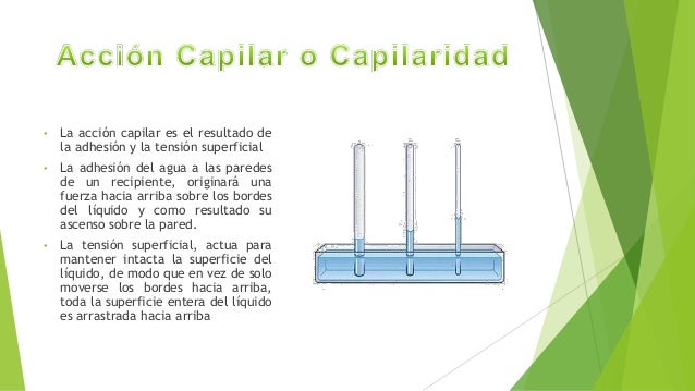 Porque Es Importante La Capilaridad En Las Plantas - Citas Adultos En ...