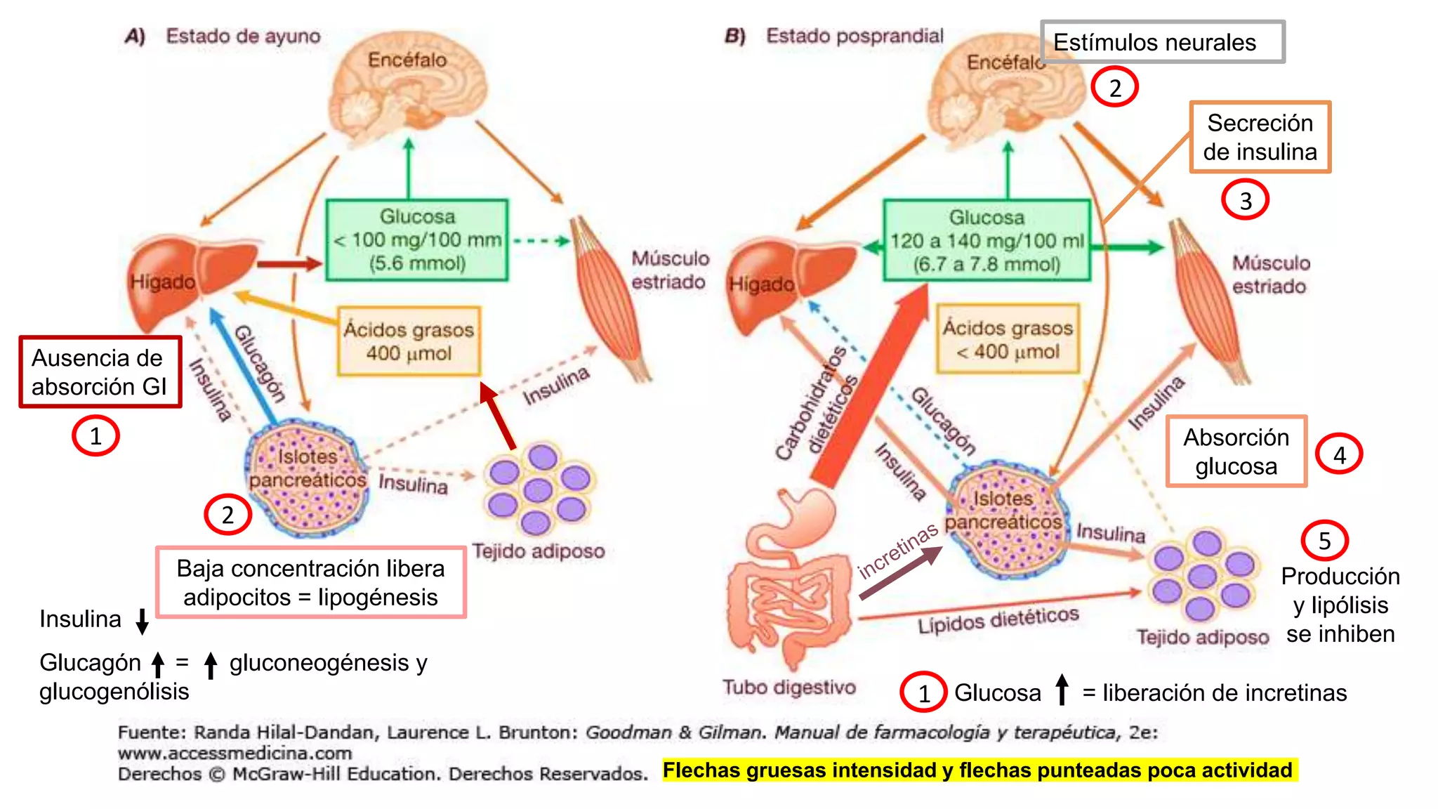 Acción de la insulina y Receptor de insulina | PPTX