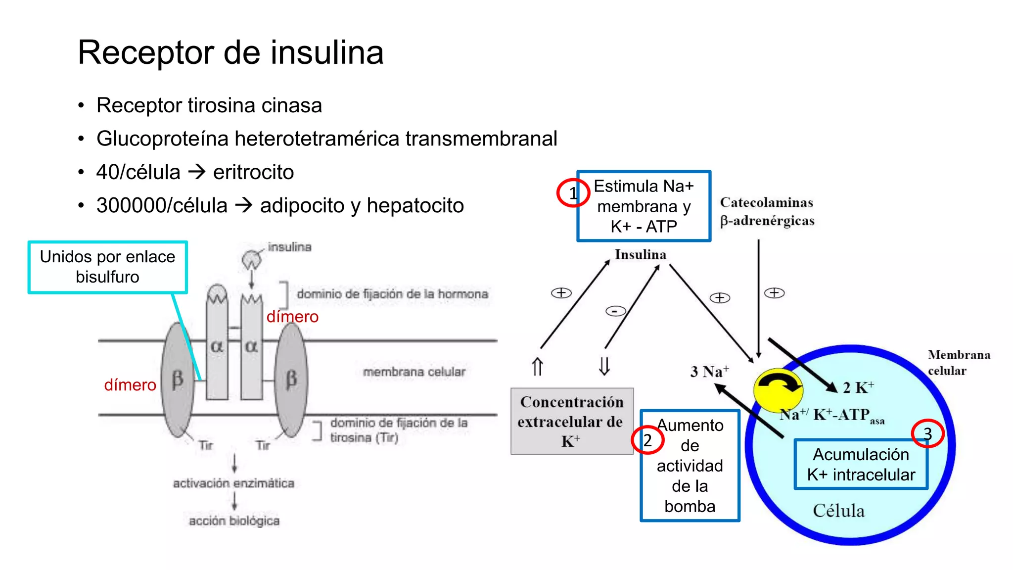 Acción de la insulina y Receptor de insulina | PPTX