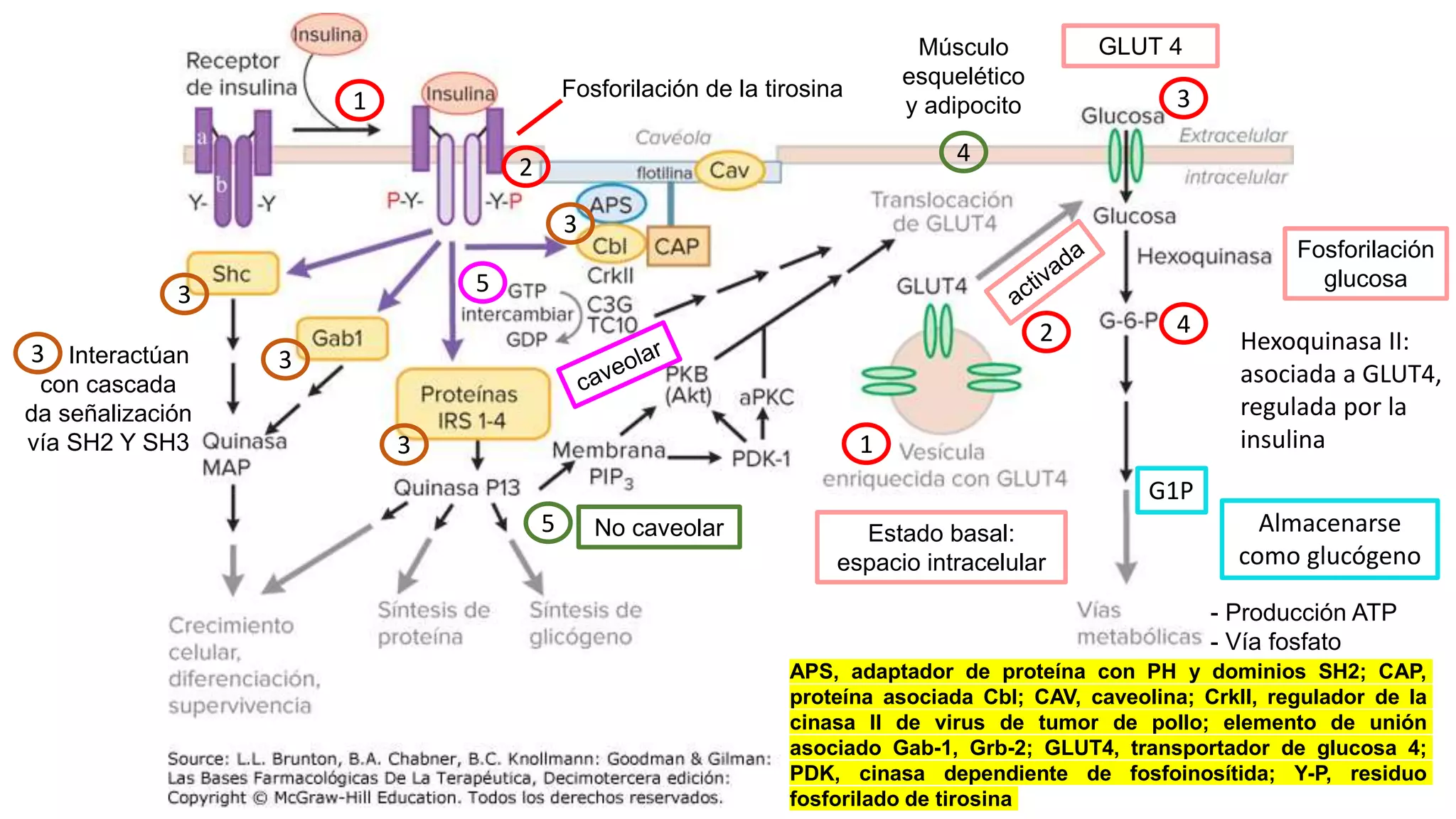Acción de la insulina y Receptor de insulina | PPTX