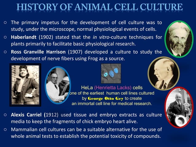 Animal Cell Culture : In a nut-shell | PPT