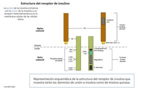 ACCION DE LA INSULINA.pptx