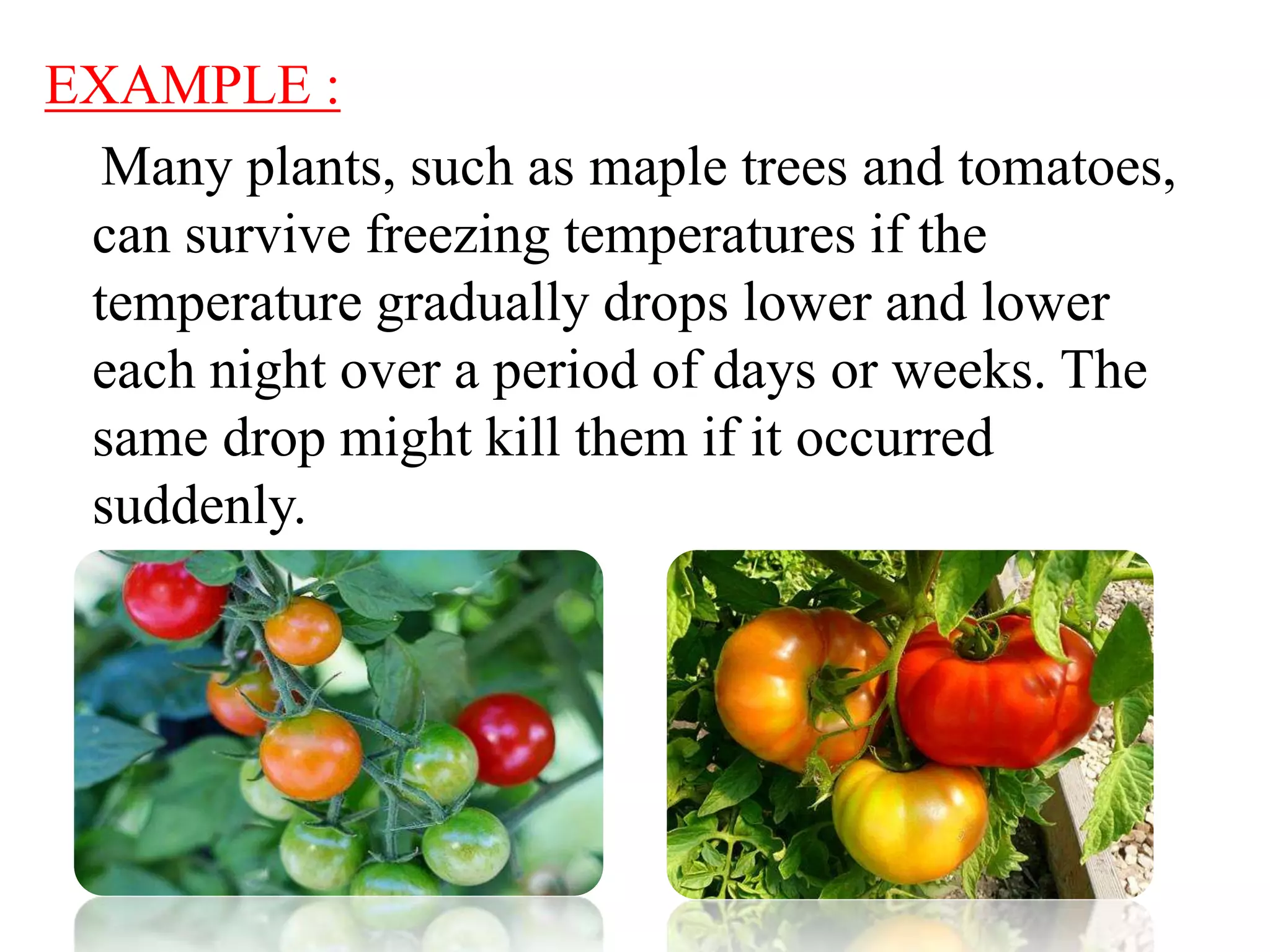 Plant Acclimatization | PPTX