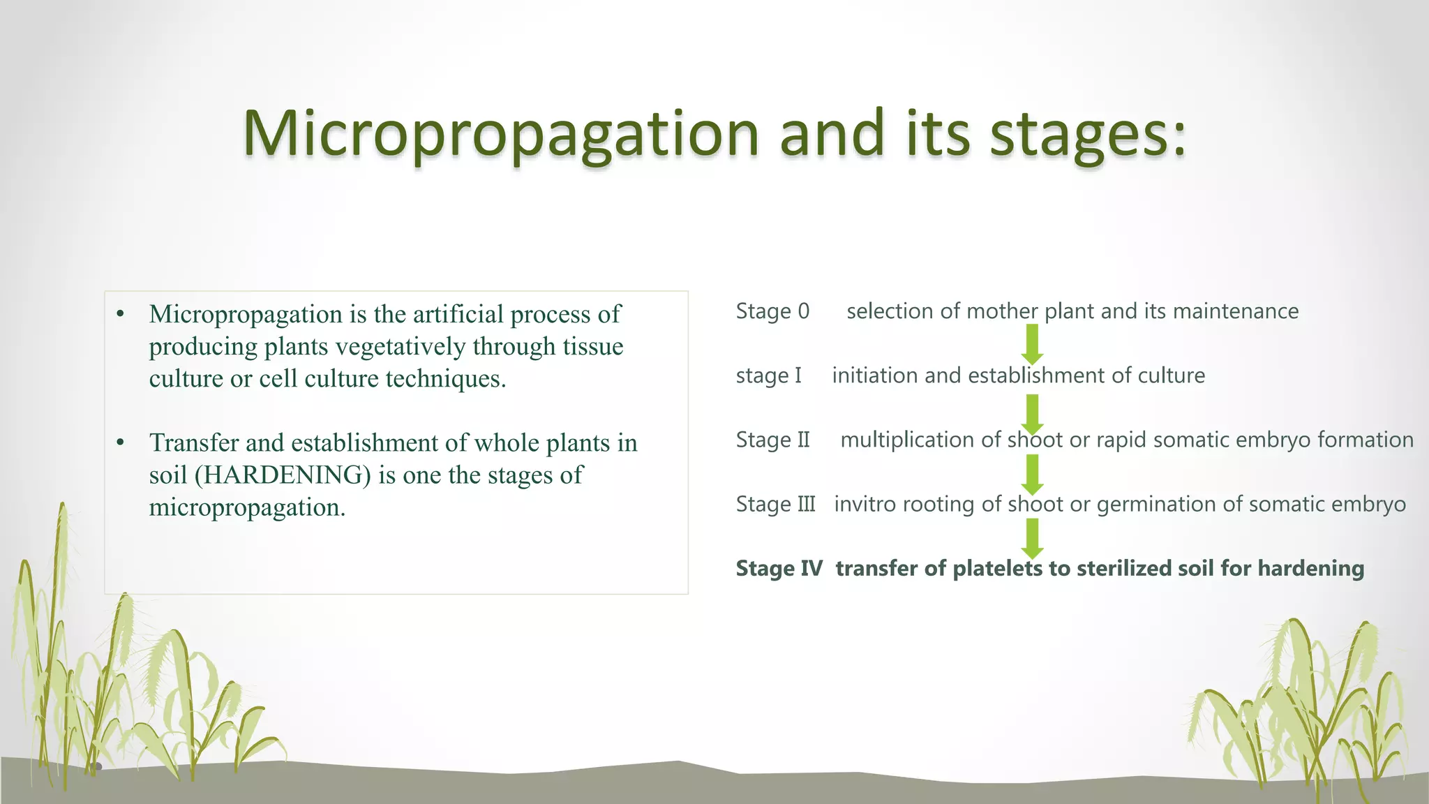 Acclimatization in micropropgation | PPTX