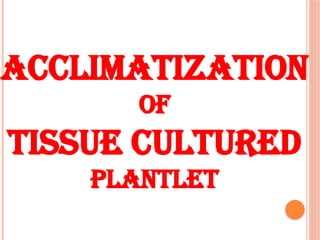 Acclimatization of Tissue Culture Plant.pptx