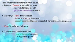 Acclimatization of plantlets | PPTX