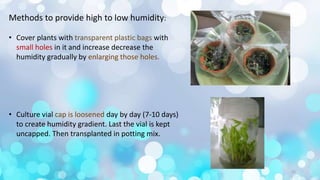 Acclimatization of plantlets | PPTX