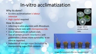 Acclimatization of plantlets | PPTX