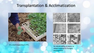 Acclimatization of plantlets | PPTX