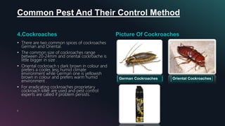 Pest and Pest Control in Hotel | PPTX