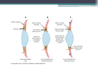 Accommodation | PPTX