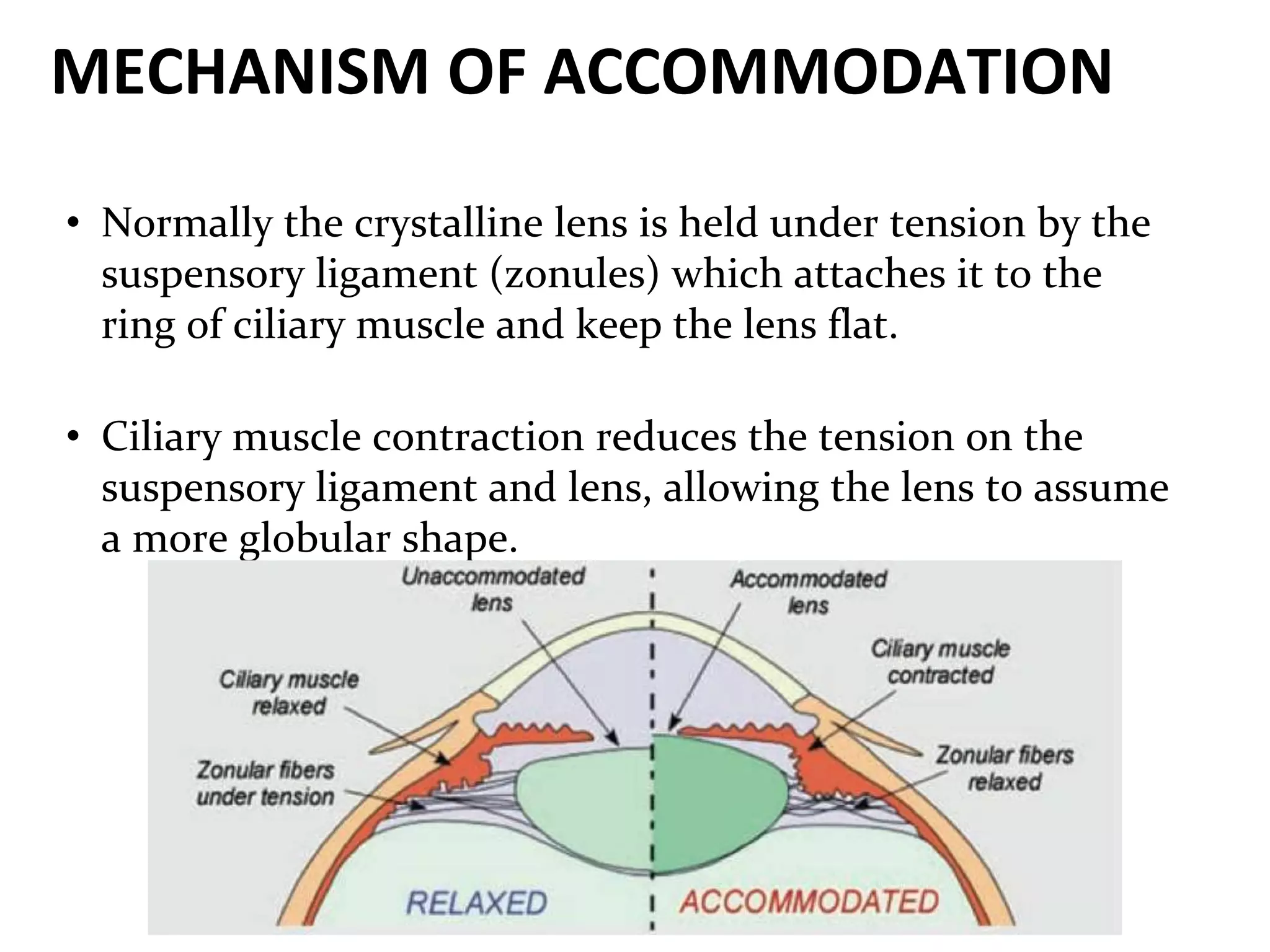 Accommodation and convergence | PPTX