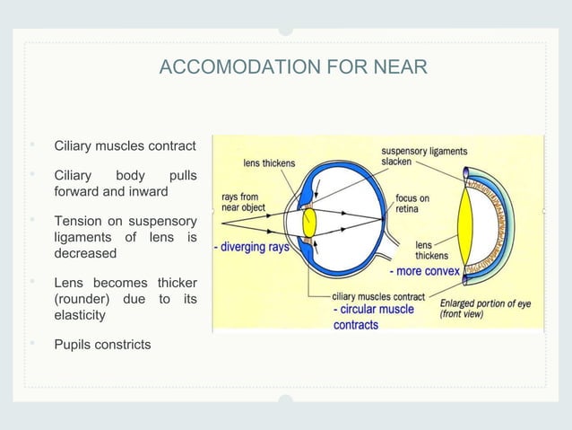 Accommodation by the eye.pptx | Eye and Vision Conditions | Diseases ...