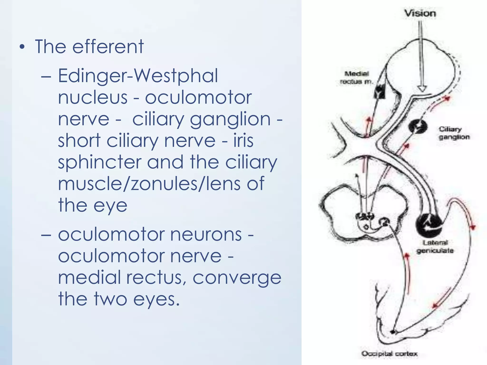 Accommodation of eye | PPTX