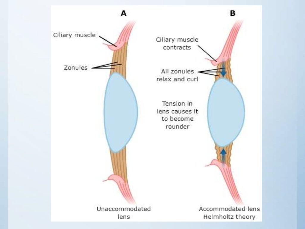 Accommodation of eye