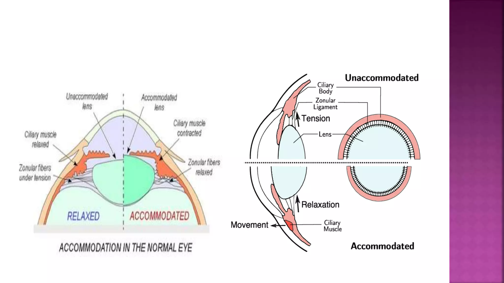 Accommodation reflex opthamalogy mbbs pptx slides | PPTX