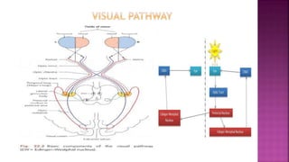 Accommodation reflex opthamalogy mbbs pptx slides | PPTX