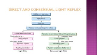 Accommodation reflex opthamalogy mbbs pptx slides | PPT