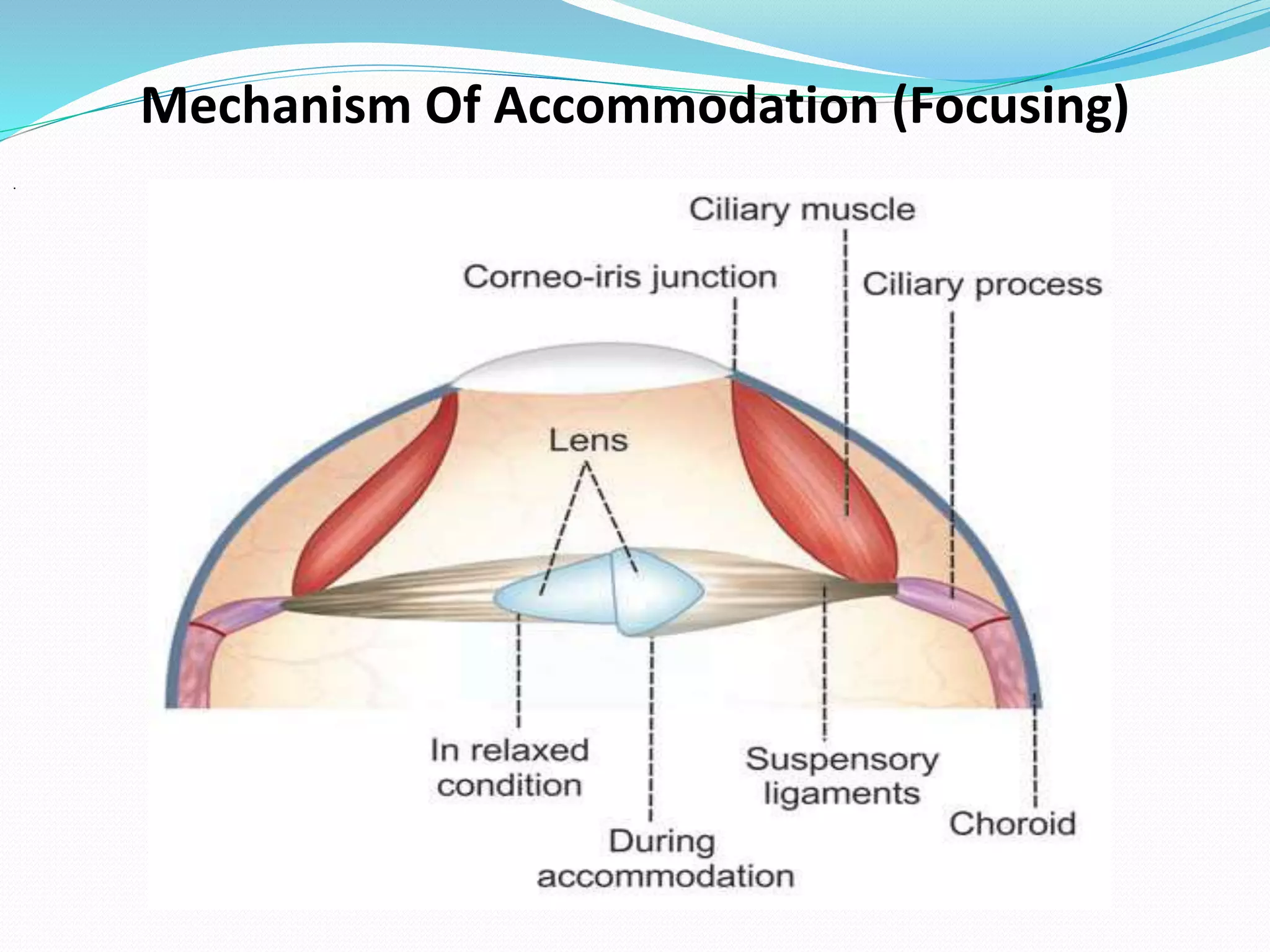 Accomodation reflex | PPTX