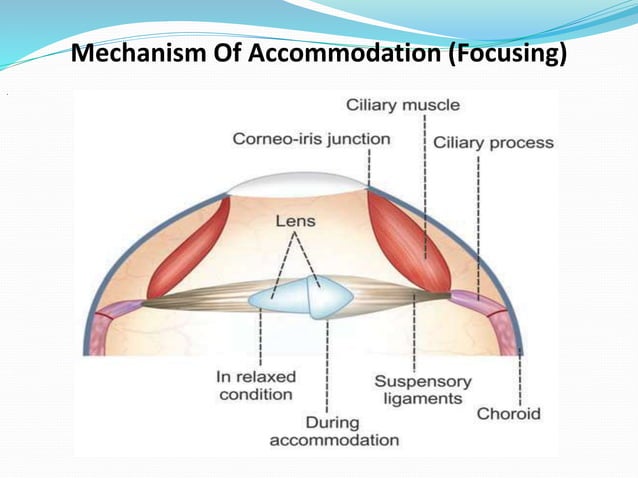 Accomodation reflex | PPTX | Eye and Vision Conditions | Diseases and ...
