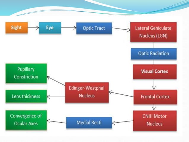 Accomodation reflex | PPTX | Eye and Vision Conditions | Diseases and ...