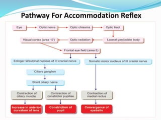 Accomodation reflex | PPT