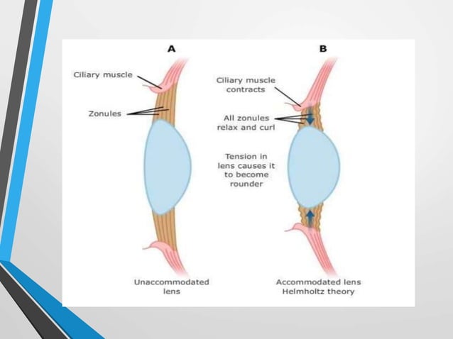 Accommodation: Theories and Mechanism | PPTX | Eye and Vision ...