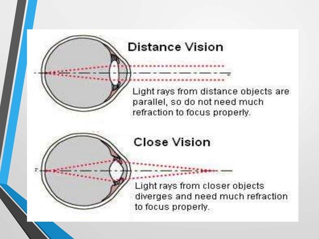 Accommodation: Theories and Mechanism | PPTX | Eye and Vision ...