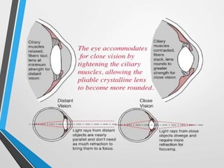 Accommodation: Theories and Mechanism | PPTX
