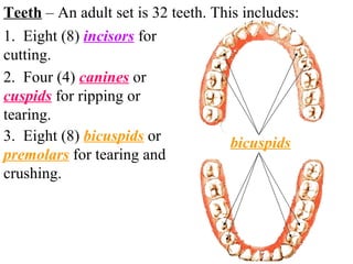 Acc organs digestion | PPT