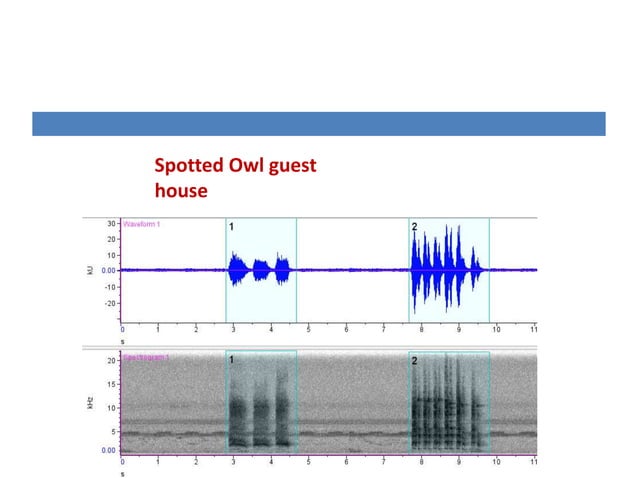 ACCOUSTICS COMMUNICATION OF NOCTURNAL BIRDS IN SACON CAMPUS.pptx