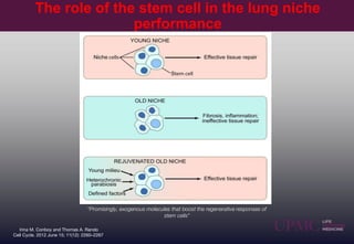 Idiopathic Pulmonary Fibrosis | PPT