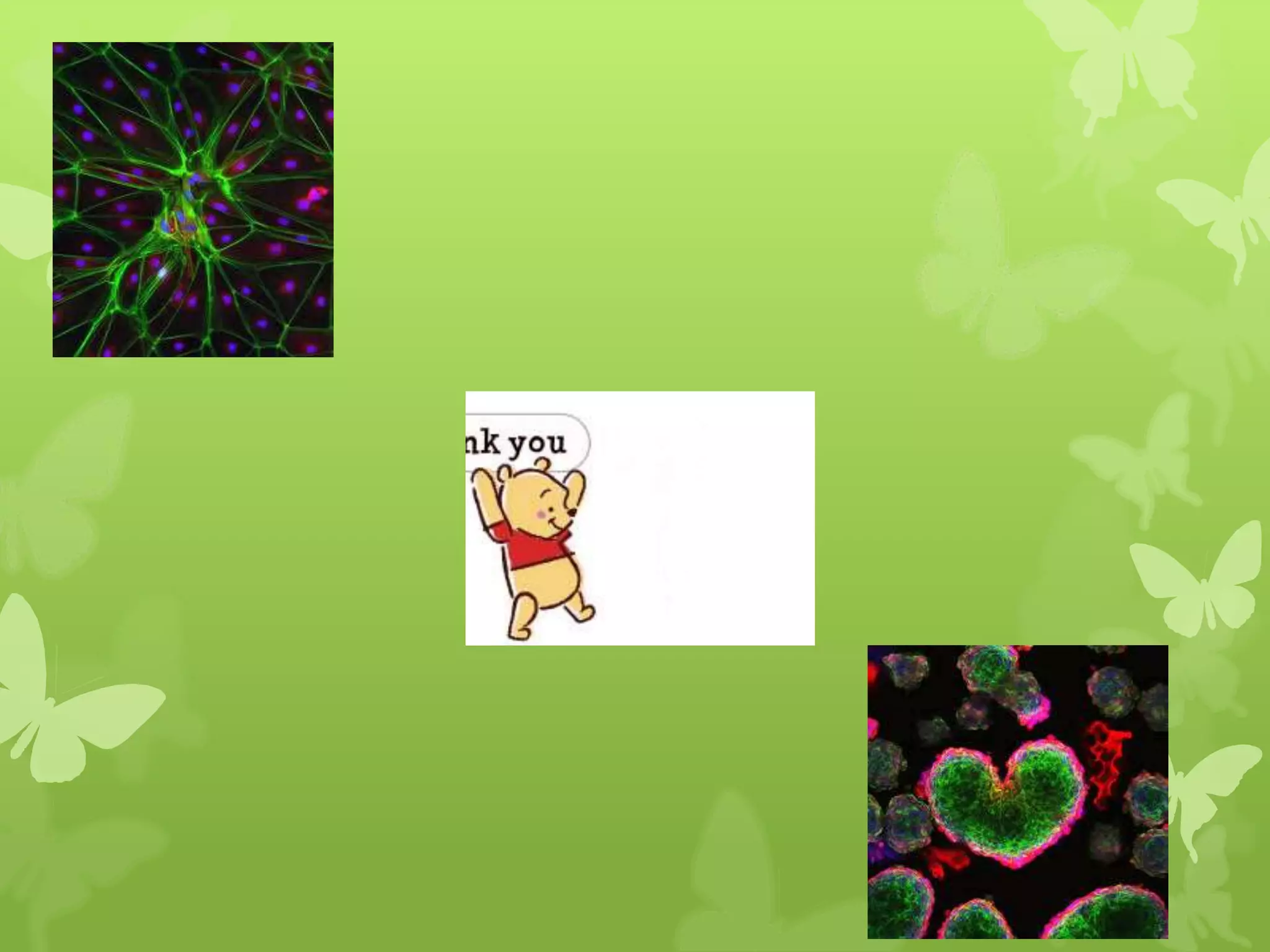 Adherent and non adherent cells- Importance of substrate in cell ...