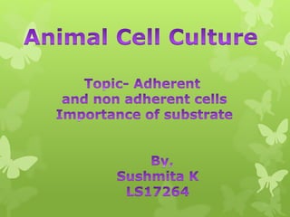 Adherent and non adherent cells- Importance of substrate in cell ...