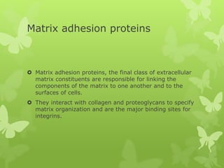 Adherent and non adherent cells- Importance of substrate in cell culture | PPTX