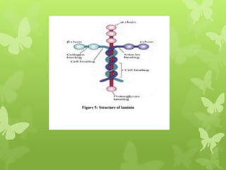 Adherent and non adherent cells- Importance of substrate in cell ...