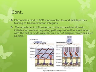 Adherent and non adherent cells- Importance of substrate in cell ...