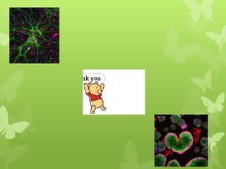 Adherent and non adherent cells- Importance of substrate in cell ...