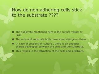 Adherent and non adherent cells- Importance of substrate in cell ...