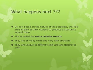Adherent and non adherent cells- Importance of substrate in cell ...