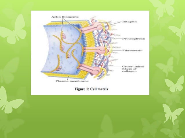 Adherent and non adherent cells- Importance of substrate in cell ...
